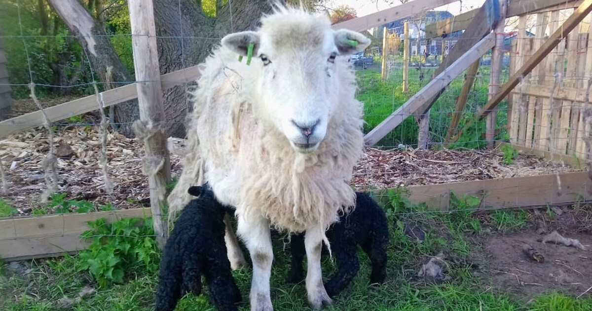 Schaap dood omdat iemand keer op keer schrikdraad uitzet | Regio | AD.nl