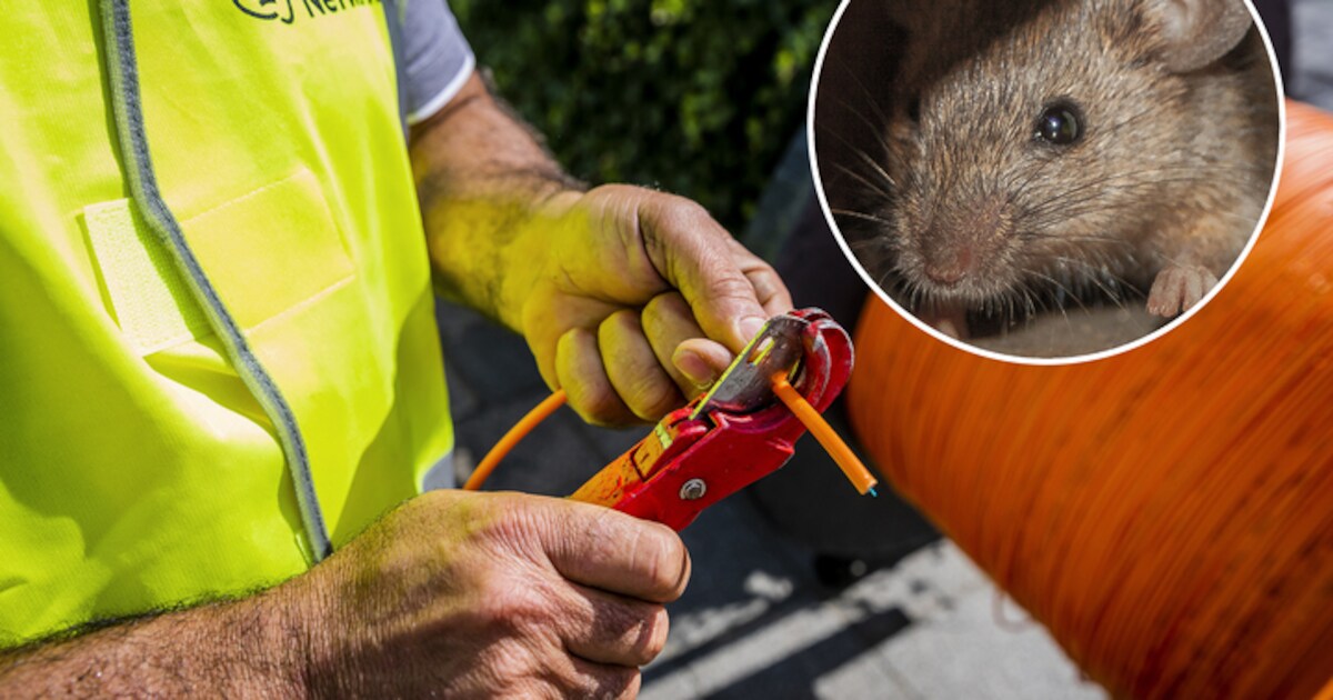 Geen internet bij Danny uit Deventer: ‘Rat had glasvezelkabel ...