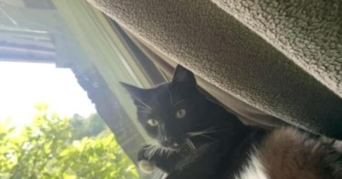 Heb jij Djengis gezien? Dit huisdier wordt in Beekdaelen vermist ...