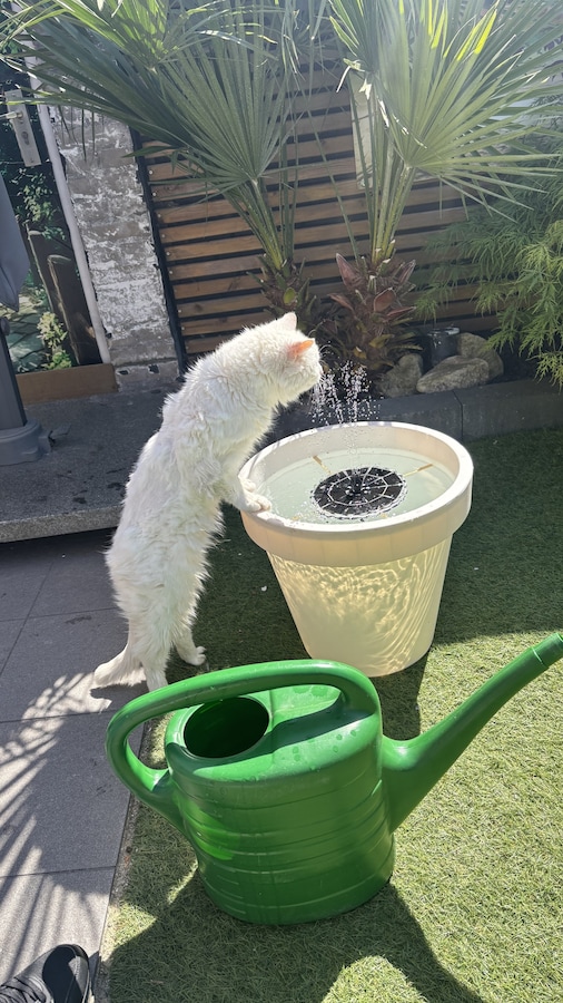 Heb jij Snowie of Xena gezien? Deze twee huisdieren worden in Westland ...