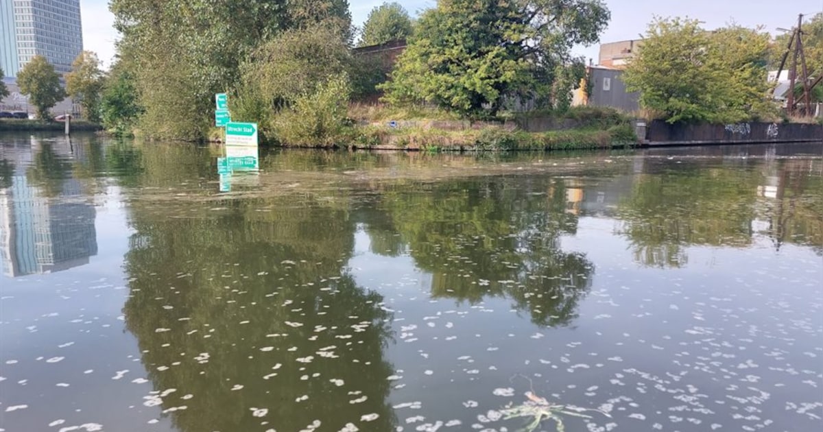 Merwedekanaal vervuild met olie en schuim: ‘Vermijd contact met water ...
