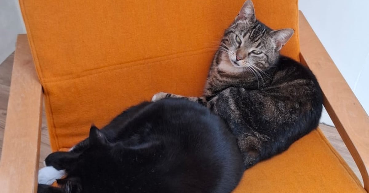 Heb jij Koosje gezien? Dit huisdier wordt in Bergen vermist | Regio | AD.nl