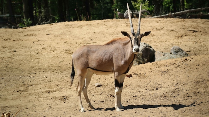 DierenPark Amersfoort verwelkomt dit nieuwe dier | Regio | AD.nl