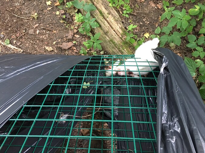 Boswachter vindt opnieuw gedumpt konijn in Kralingse Bos: ‘Het is ...
