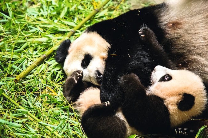 Groen licht uit China voor nieuwe pandababy in Ouwehands Dierenpark ...