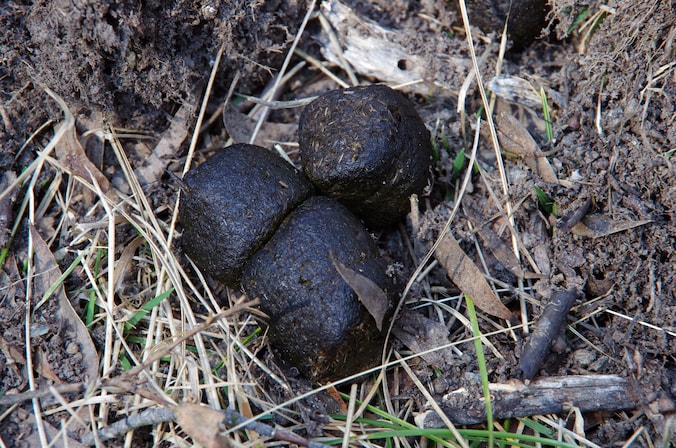 Hierom hebben wombats kubusachtige keutels | Nieuws | AD.nl