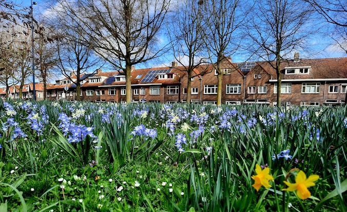 IVN houdt stadsplantenwandeling in Belcrum, 'Wijk in Breda met meeste ...