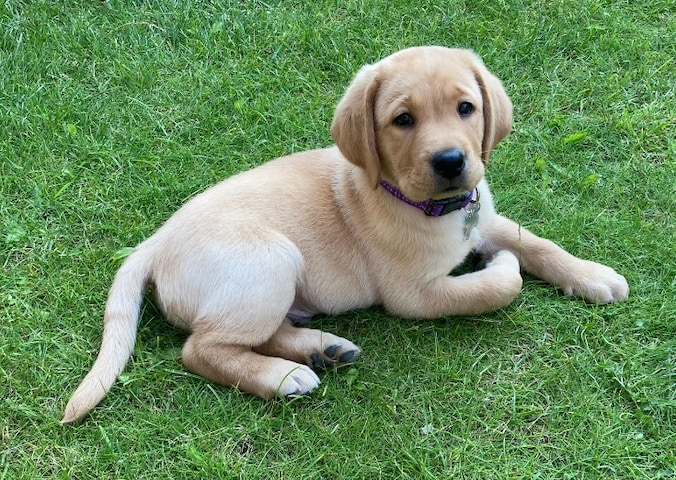 Man mishandelt puppy van 5 maanden: ‘Ik was onder invloed’ | Regio | AD.nl