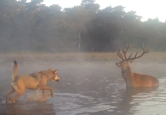 Onderzoekers: Dieet van wolf op Veluwe en in Drenthe bestaat vooral uit ...