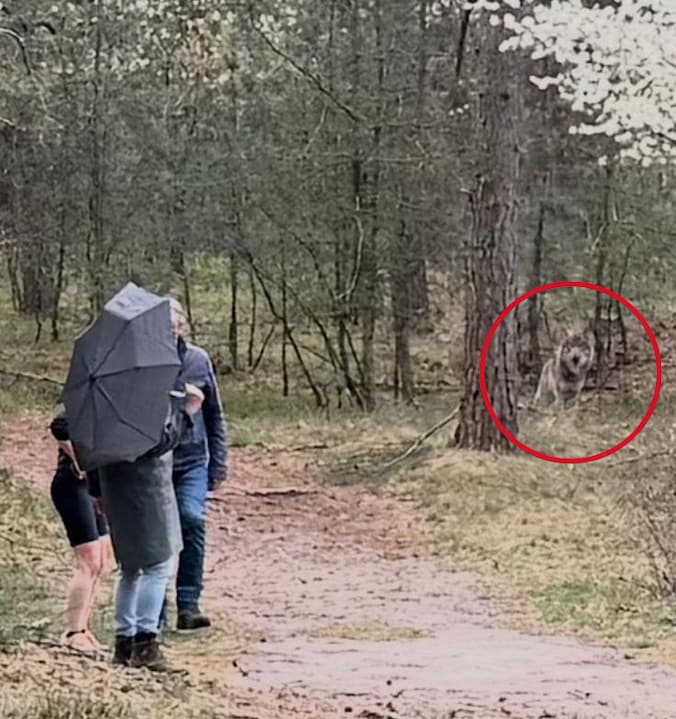 Gelderland ‘teleurgesteld’ dat wolf niet geschoten mag worden: ‘moet ...