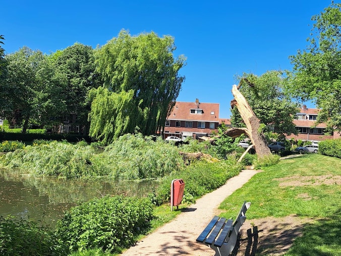 Treurwilg aan Molenwal in Culemborg onverwacht omgevallen | Regio | AD.nl