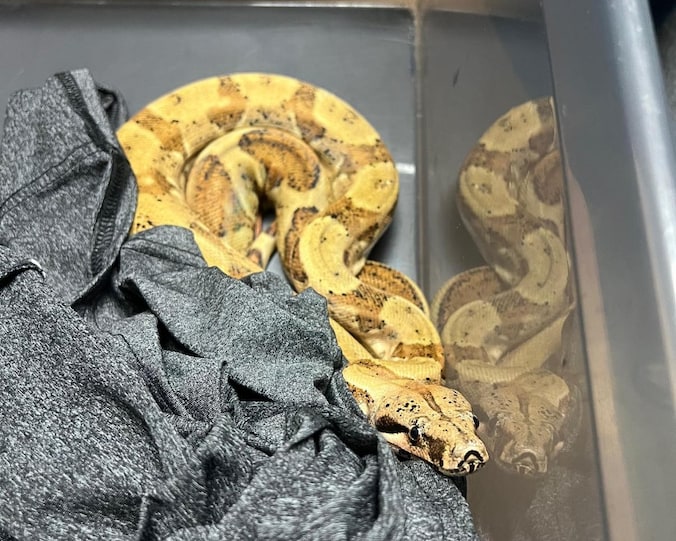 Geen hond of kat, maar een slang: boa constrictor gevonden in Zeist ...