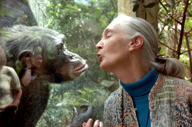 Wereldberoemde chimpansee-onderzoeker Jane Goodall (91) overleden: ‘Ze ...