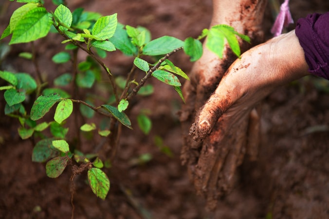 Hoogeveen biedt subsidie voor planten van boom | Regio | AD.nl