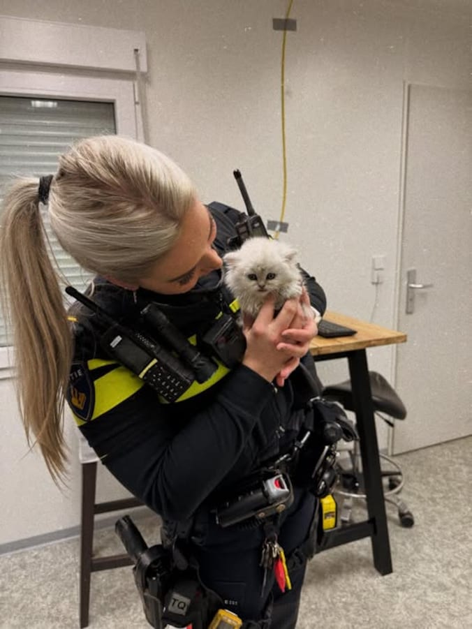 Piepjonge, ondervoede kitten aangetroffen door politie: ‘Alleen botjes ...