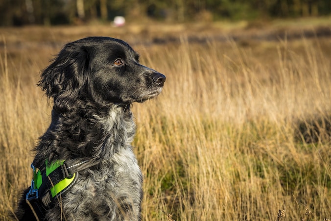 Hond Evi overleeft wolvenaanval, maar dan steekt online de storm op ...