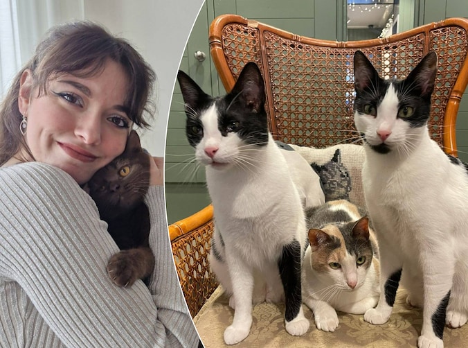 Krijgt Utrecht nu eindelijk óók een kattencafé? Niemand lukte het, maar ...