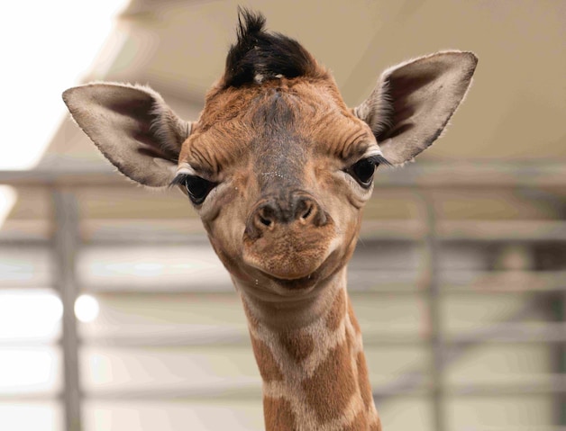 Twee giraffes geboren in Beekse Bergen, en er is nog meer babynieuws ...