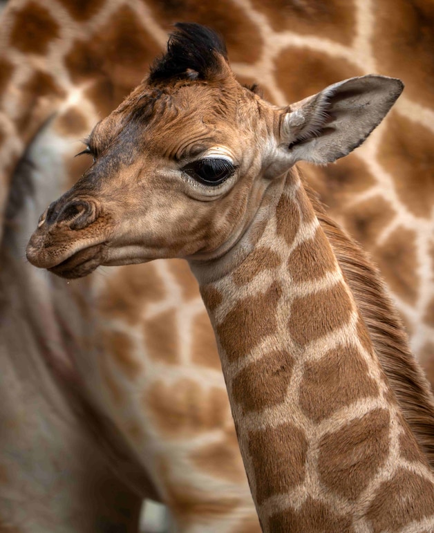 Twee giraffes geboren in Beekse Bergen, en er is nog meer babynieuws ...