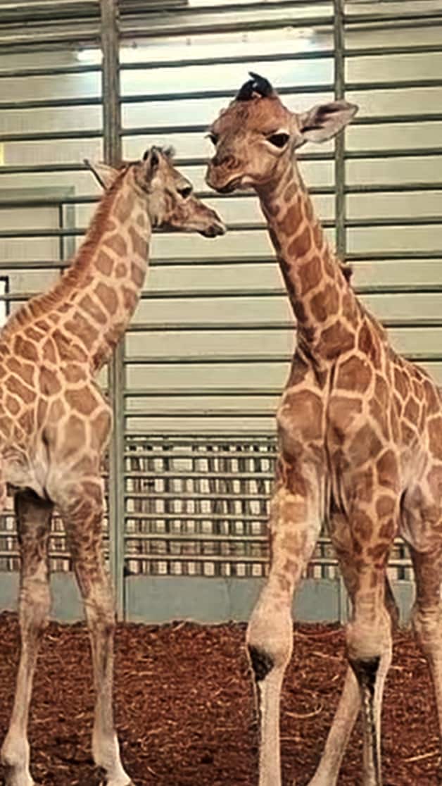 Twee giraffes geboren in Beekse Bergen, en er is nog meer babynieuws ...