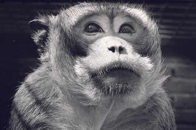 Achter dit gewone huis in Barneveld schuilt een mini‑dierentuin: ooit ...