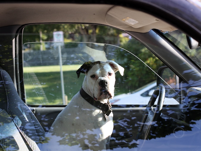 Hond schiet vrouw neer bij tankstation in Nebraska | Nieuws | AD.nl