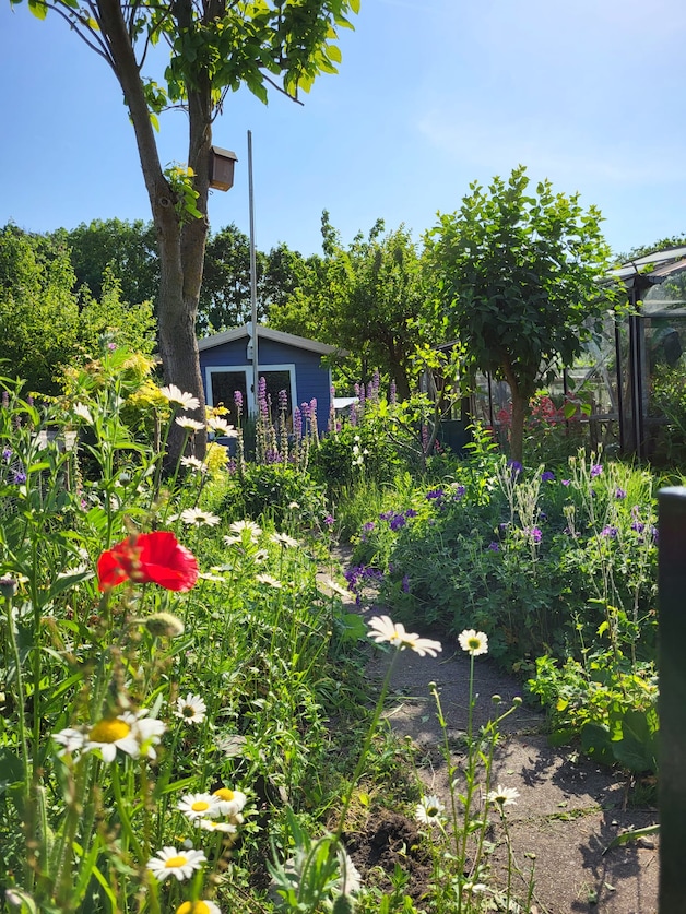 Elly en Mariëlle delen een tuin en hun mannen tuinieren gezellig mee ...