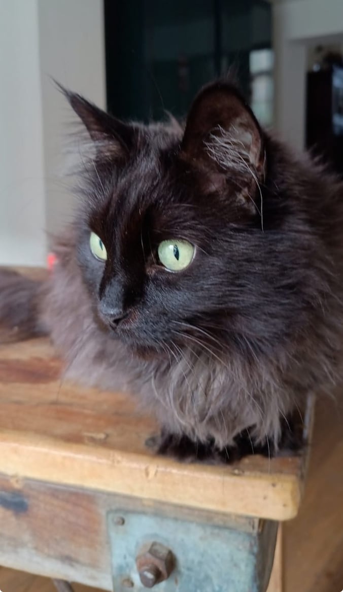Heb jij Pinky, Nelis of Koko gezien? Deze vier huisdieren worden in ...