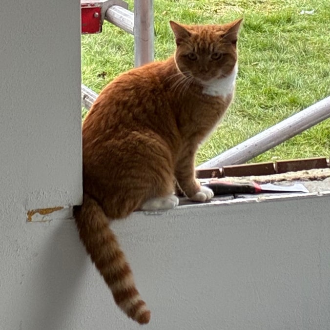 Heb jij Panter, Beer of Phoebe gezien? Deze vier huisdieren worden in ...