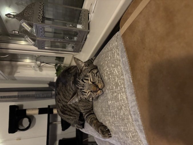 Heb jij Milo gezien? Dit huisdier wordt in Bergen vermist | Regio | AD.nl