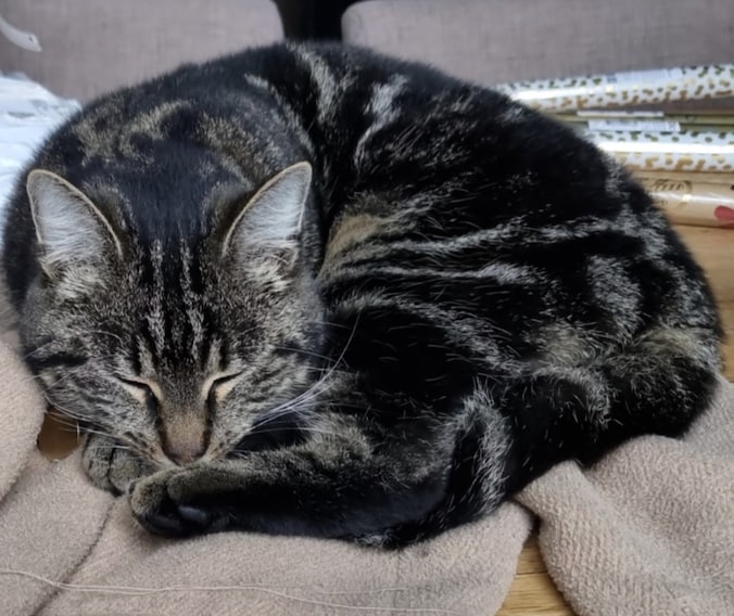 Heb jij Noortje, Teske of Diezel gezien? Deze zes huisdieren worden in ...