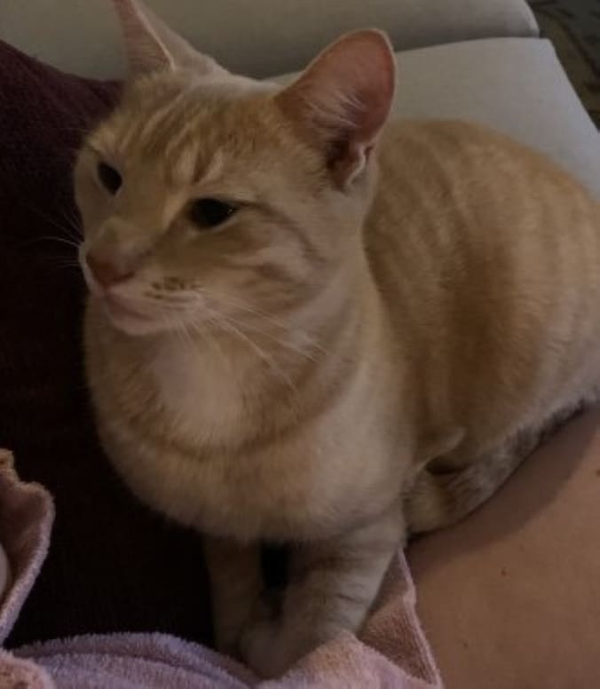 Heb jij Baby, Morris of Toby gezien? Deze vier huisdieren worden in ...
