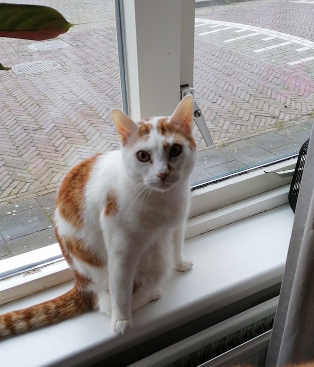 Heb jij Jip, Eddie of Scooter gezien? Deze 12 huisdieren worden in ...