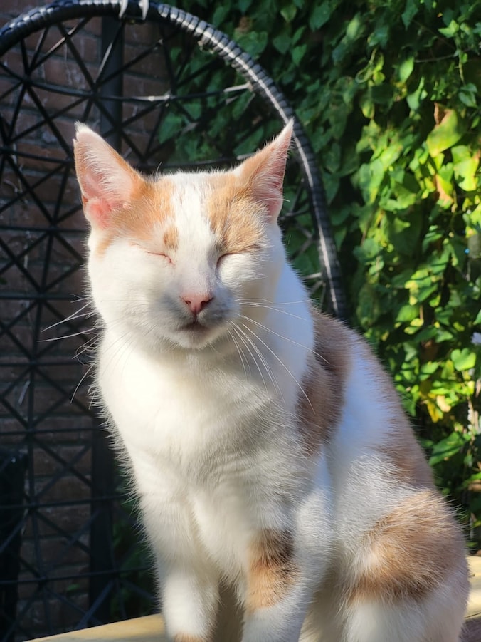 Heb jij Zazoe, Dobby of Nova gezien? Deze vijf huisdieren worden in ...