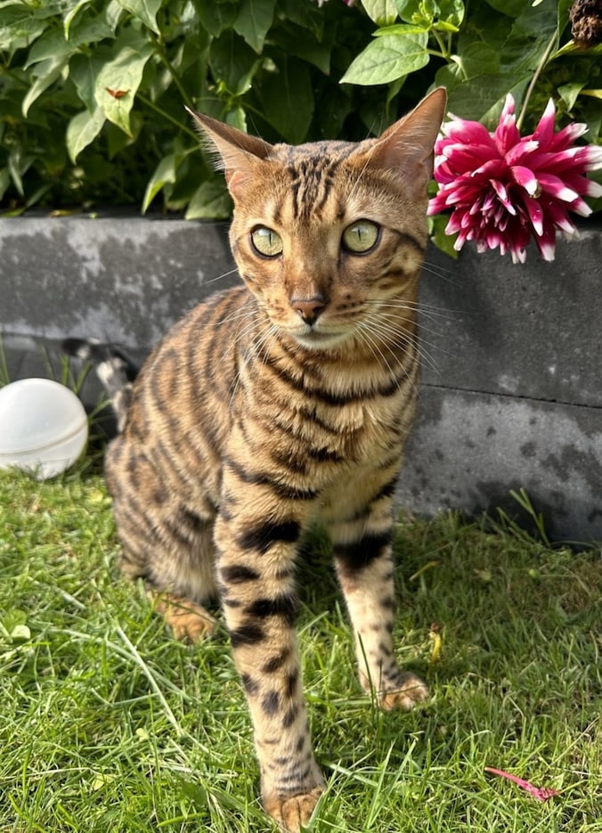 Heb jij Tokio of Rio gezien? Deze twee huisdieren worden in Venray ...