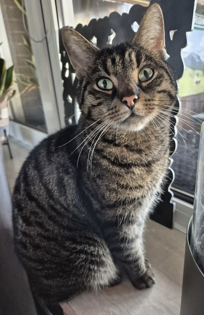 Heb jij Job, Tigger of Binky gezien? Deze zes huisdieren worden in ...