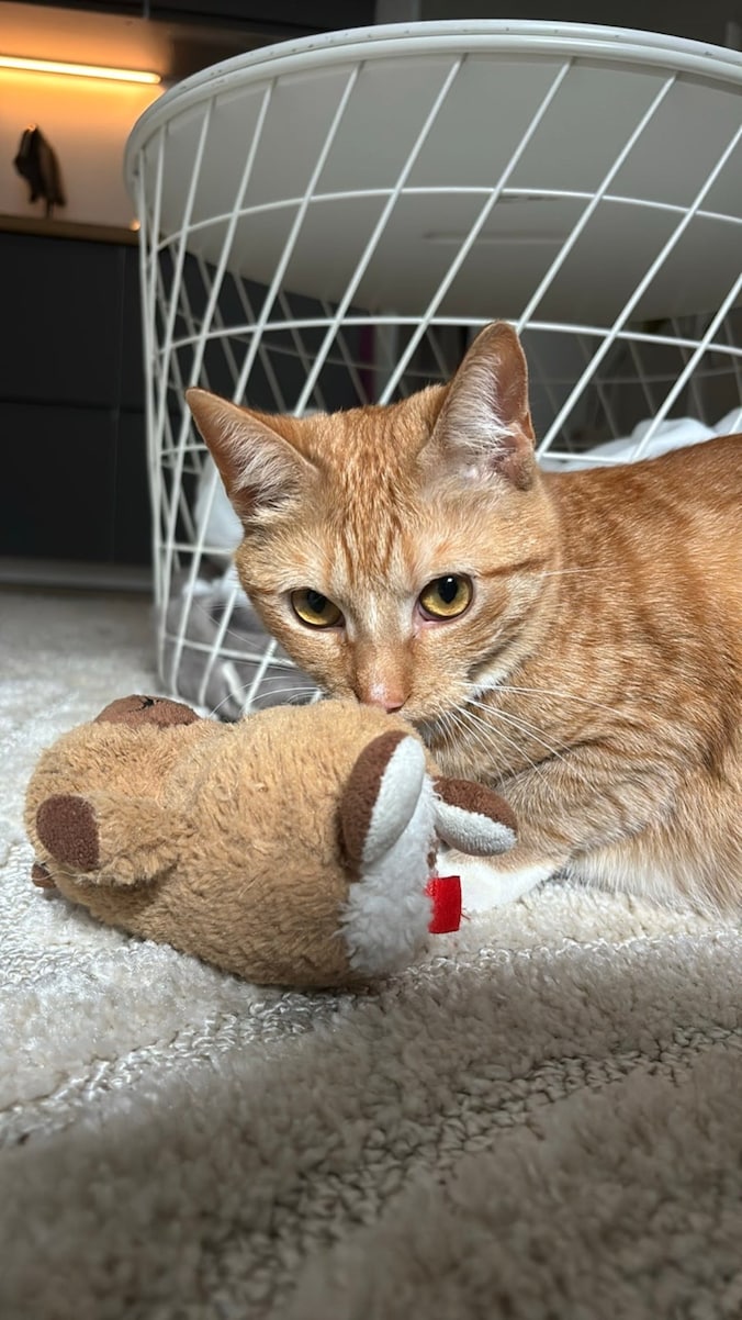 Heb jij Nala gezien? Dit huisdier wordt in Dantumadiel vermist | Regio ...