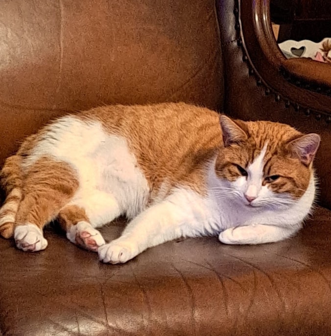 Heb jij Bikkel gezien? Dit huisdier wordt in Lisse vermist | Regio | AD.nl
