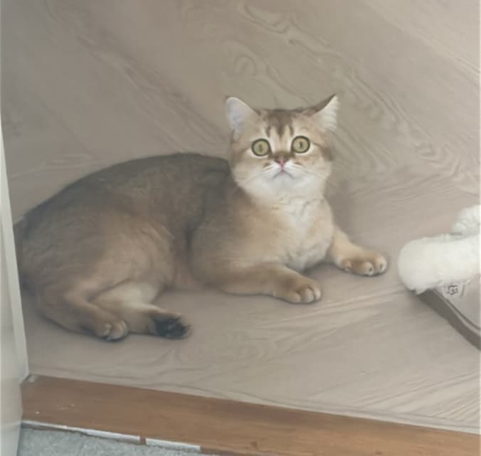 Heb jij Nola of Binti gezien? Deze twee huisdieren worden in Bunnik ...