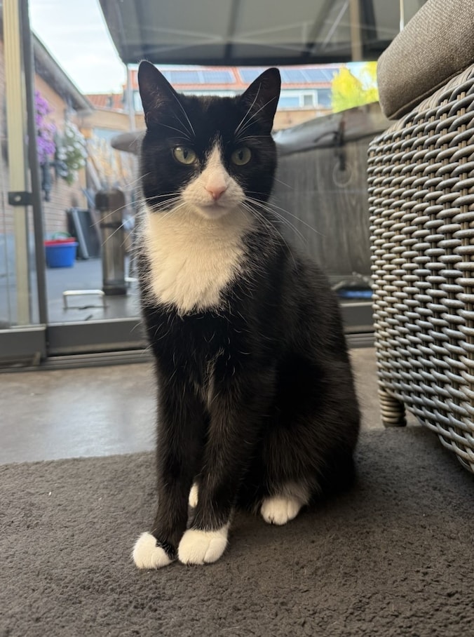 Heb jij Snowy gezien? Dit huisdier wordt in Scherpenzeel vermist ...