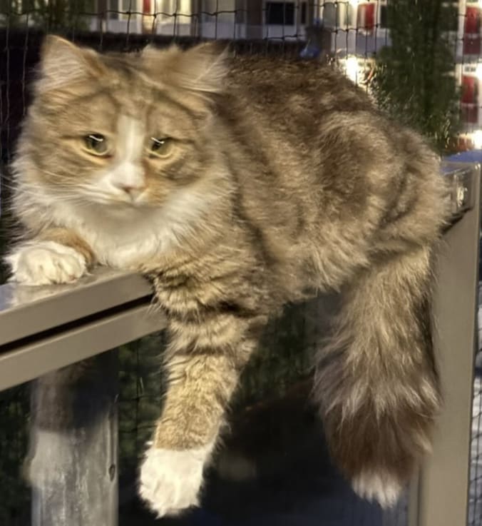 Heb jij Ozzy gezien? Dit huisdier wordt in Wormerland vermist | Regio ...