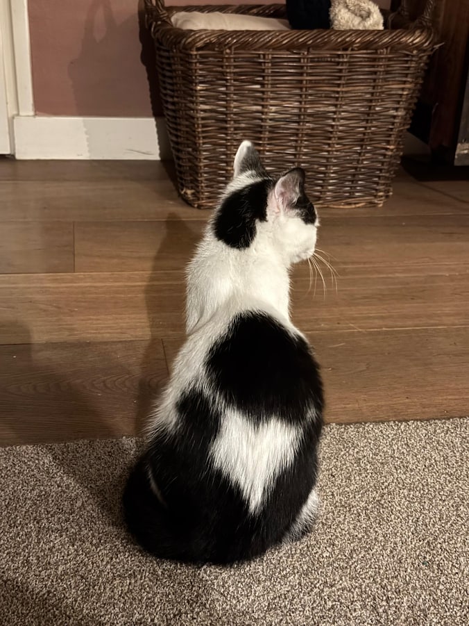 Heb jij Milo, Simba of Keesje gezien? Deze vier huisdieren worden in ...