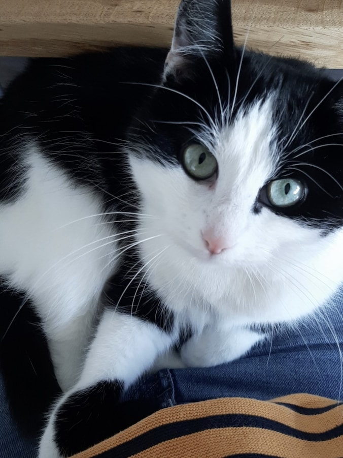 Heb jij Minka gezien? Dit huisdier wordt in Hattem vermist | Regio | AD.nl