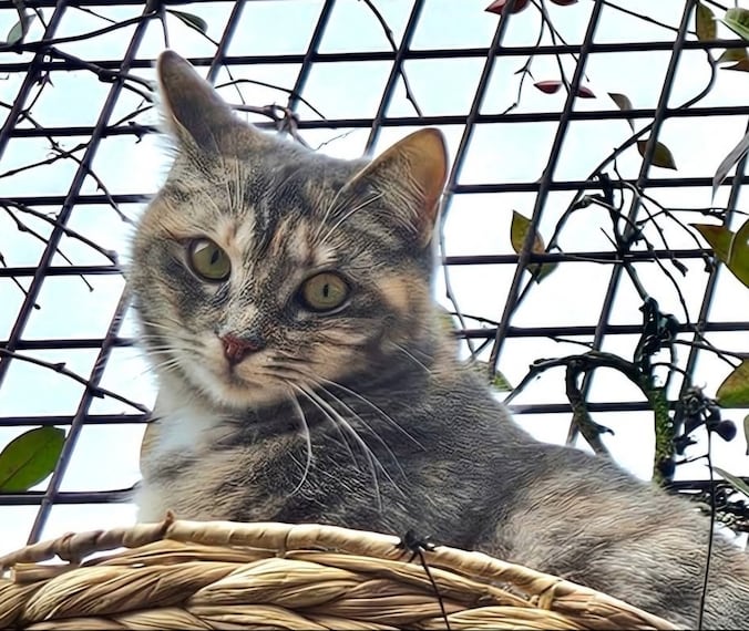 Heb jij Gizmo, Lilly of Erin gezien? Deze zes huisdieren worden in ...