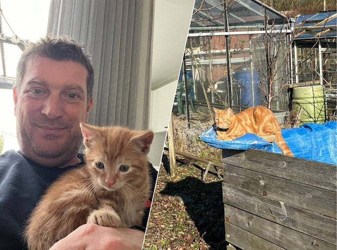 Kat Oscar verdwijnt na bizarre GPS-melding: ‘Tracker gaf aan dat hij ...