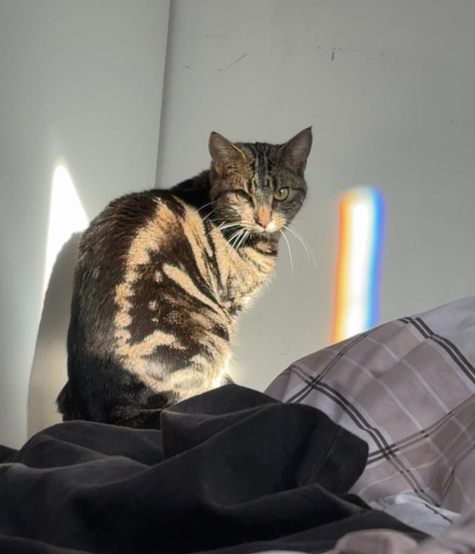 Heb jij Plienie, Poes of Nabi gezien? Deze vijf huisdieren worden in ...