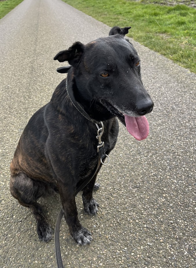 Heb jij Storm gezien? Dit huisdier wordt in Peel en Maas vermist ...