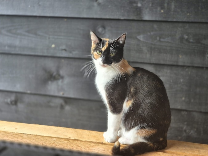 Heb jij Baloe of Chanel gezien? Deze twee huisdieren worden in ...