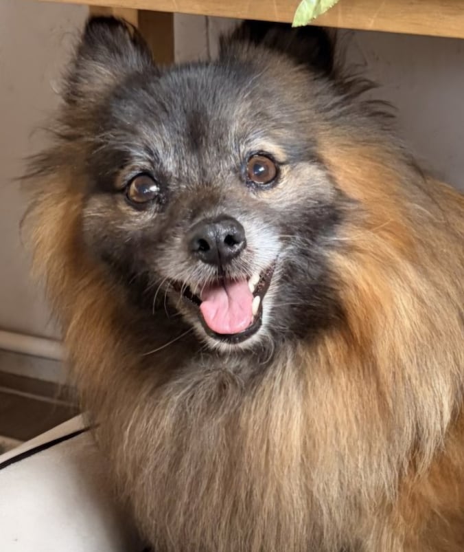 Heb jij Chara gezien? Dit huisdier wordt in Hollands Kroon vermist ...