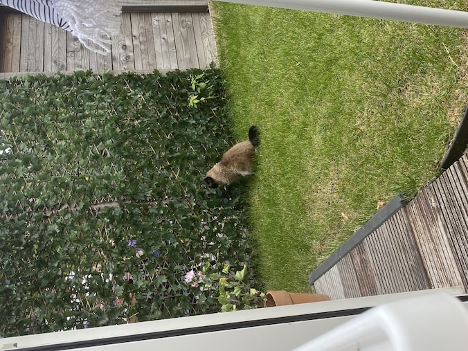 Heb jij Karma gezien? Dit huisdier wordt in Kaag en Braassem vermist ...